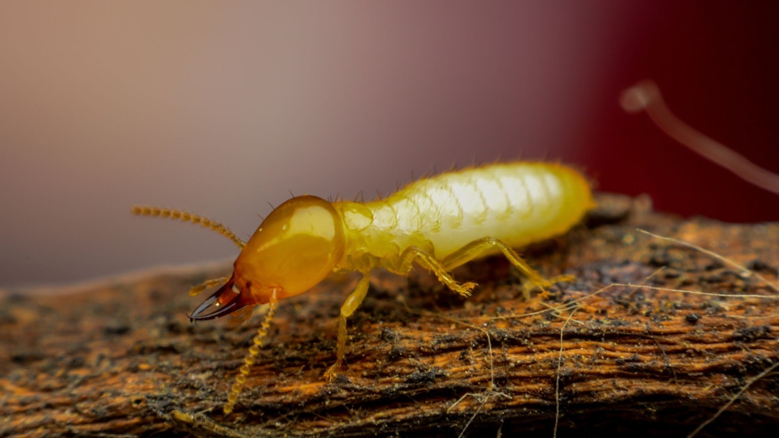 Traces de termites : comment les identifier et réagir