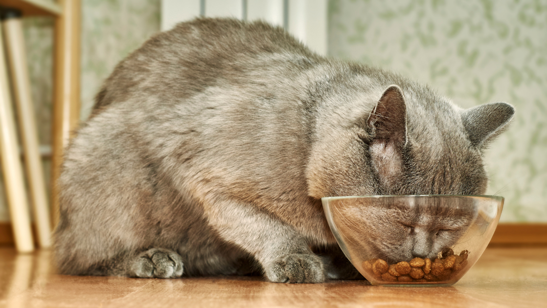 Mon chat mange en excès : pourquoi et que faire