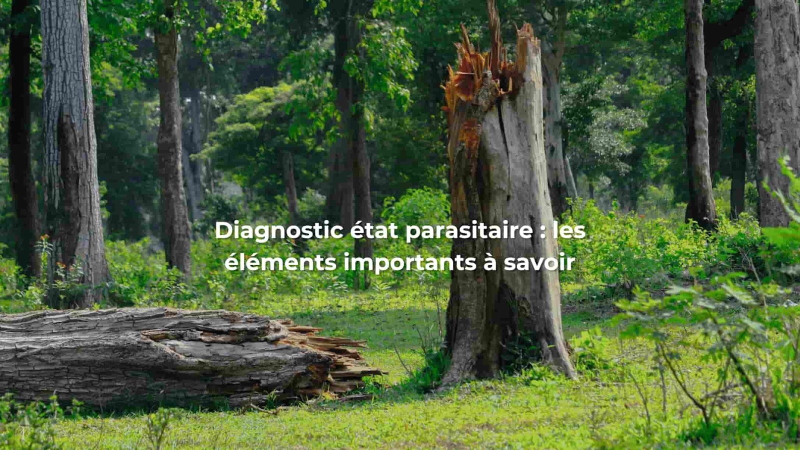 Diagnostic état parasitaire : définition, risques, obligations, prix